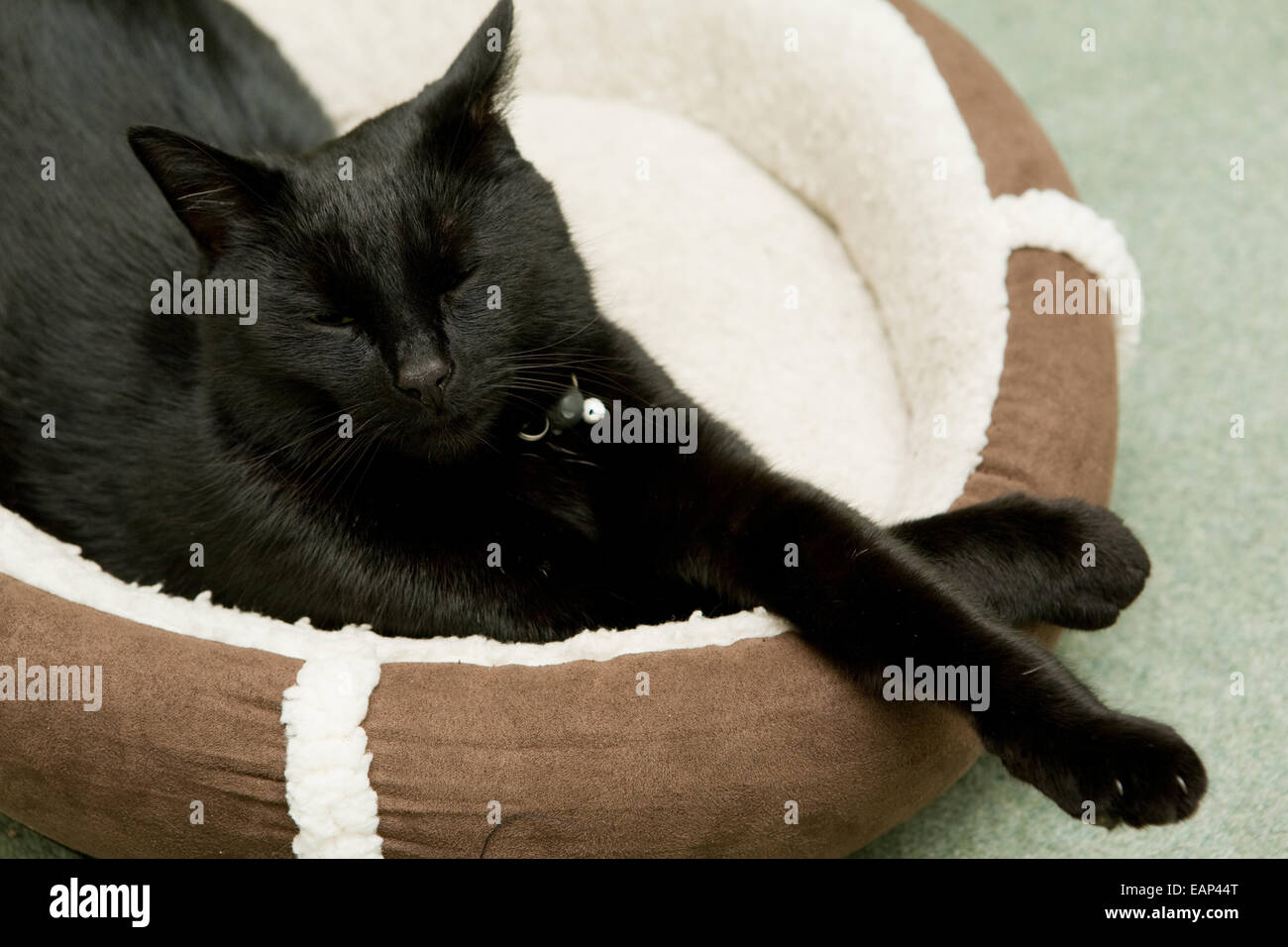 Roger the cat having a nap Stock Photo - Alamy