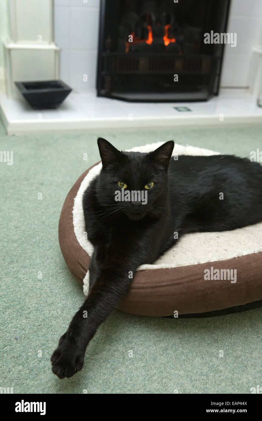 Roger the cat having a nap Stock Photo - Alamy
