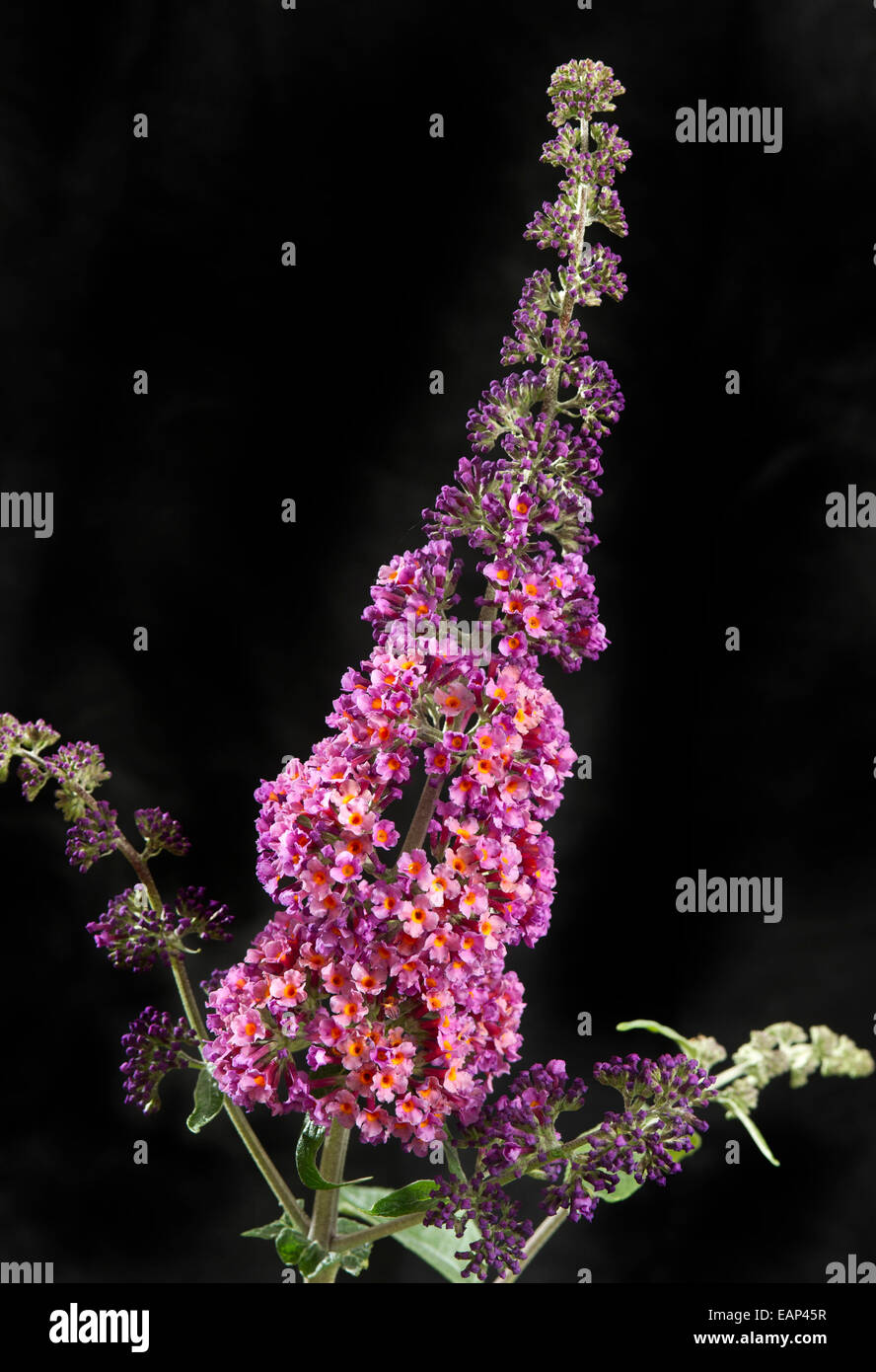 Buddleias and butterflies hi-res stock photography and images - Alamy