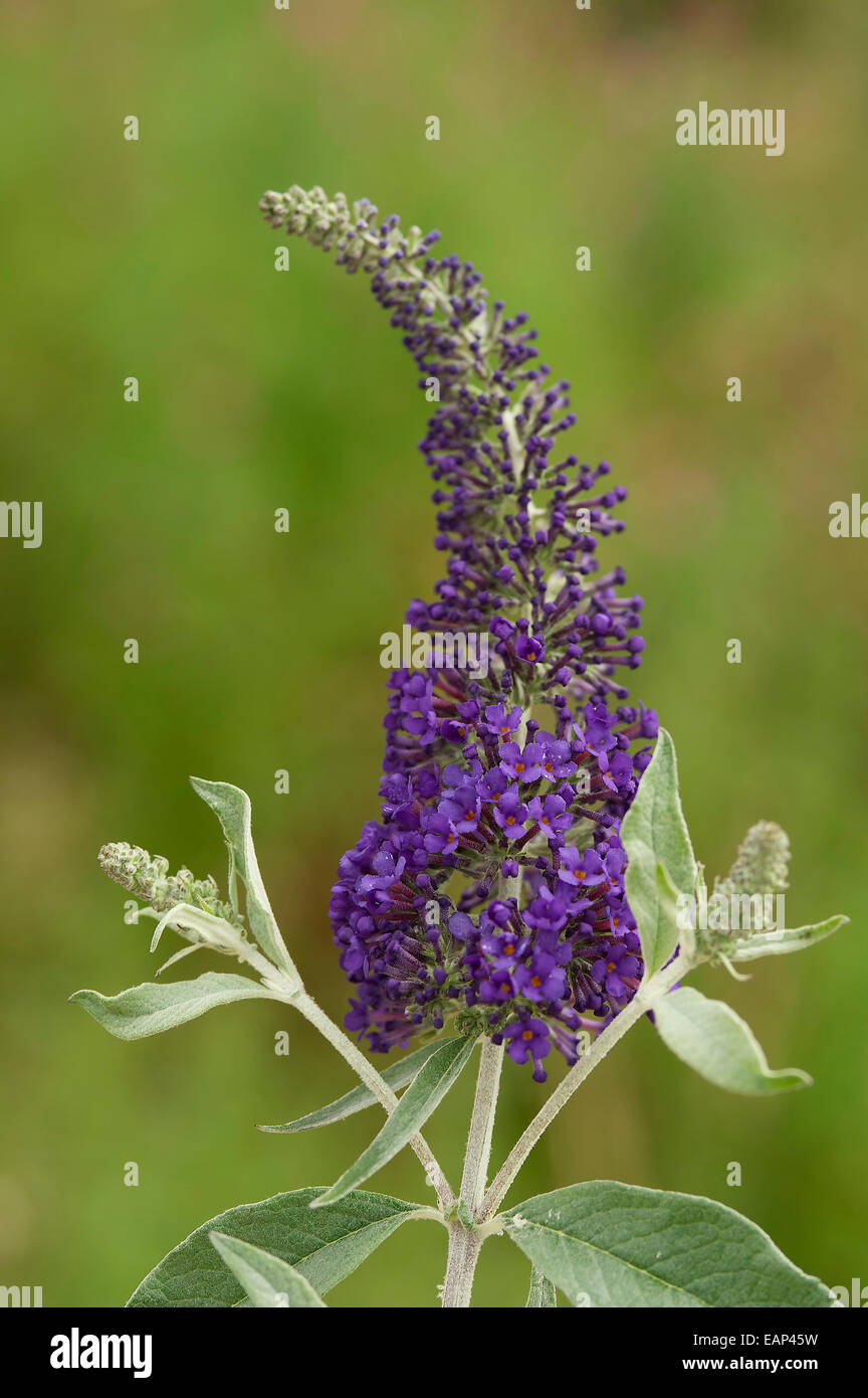 Buddleias and butterflies hi-res stock photography and images - Alamy