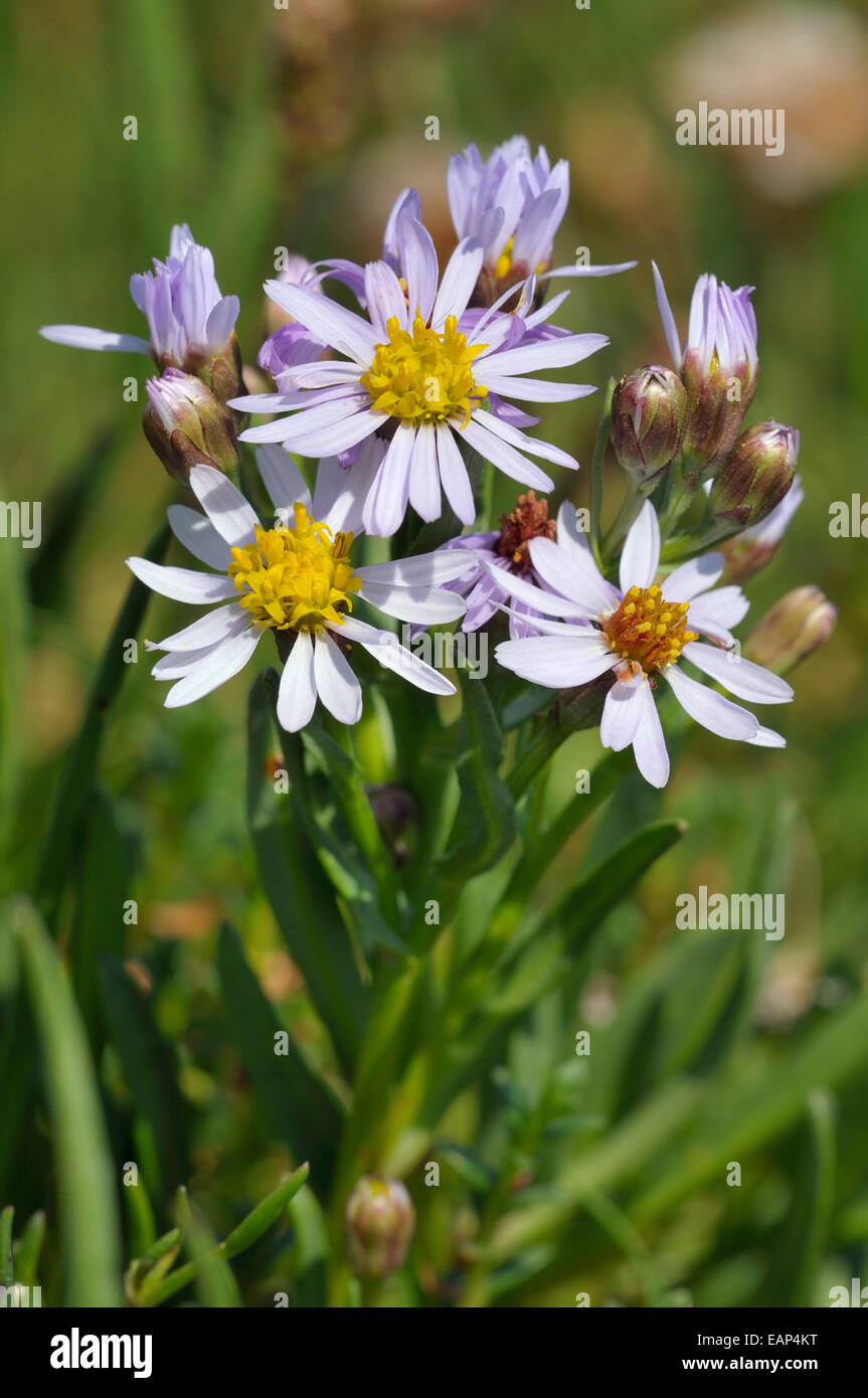 Sea Aster - Aster tripolium Salt Marsh Flower Stock Photo - Alamy