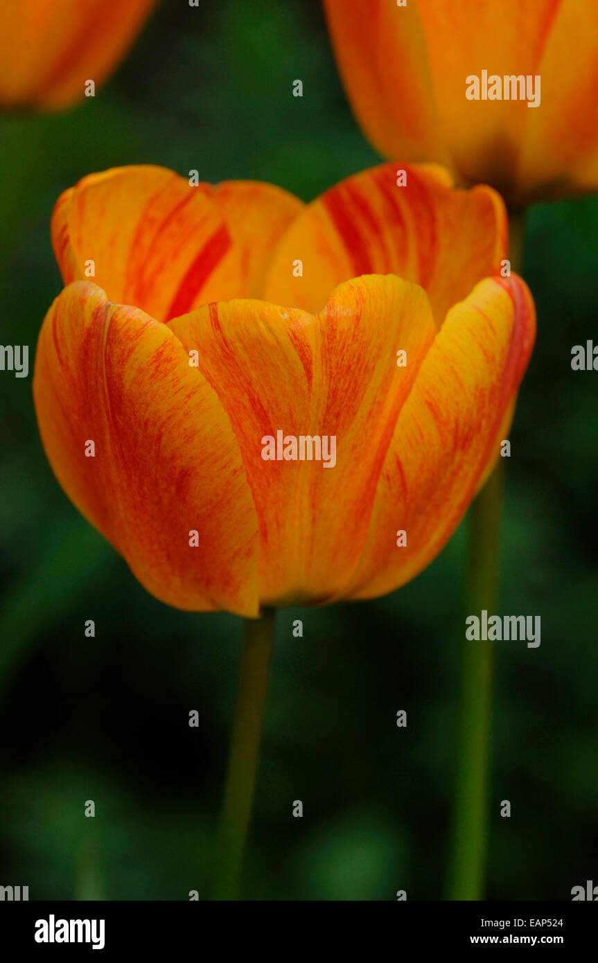 Two Toned Orange Tulips Stock Photo - Alamy
