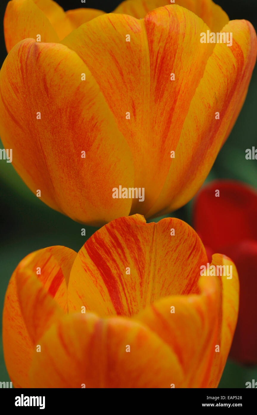 Two toned petals hi-res stock photography and images - Alamy