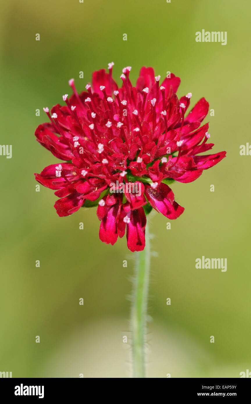 Macedonian scabious - Knautia macedonica Stock Photo - Alamy