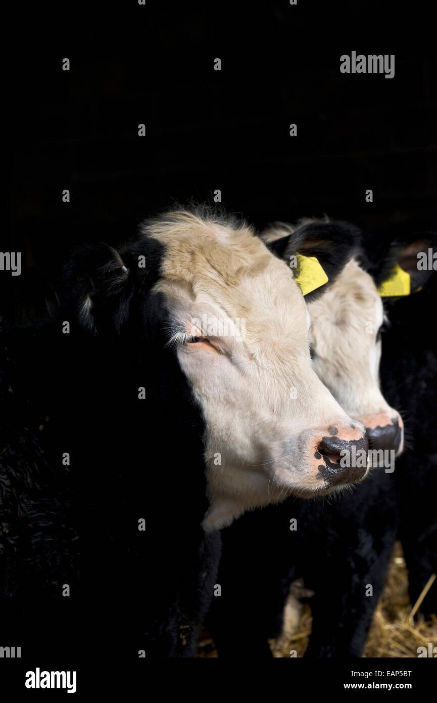 Hereford heifer head in hi-res stock photography and images - Alamy