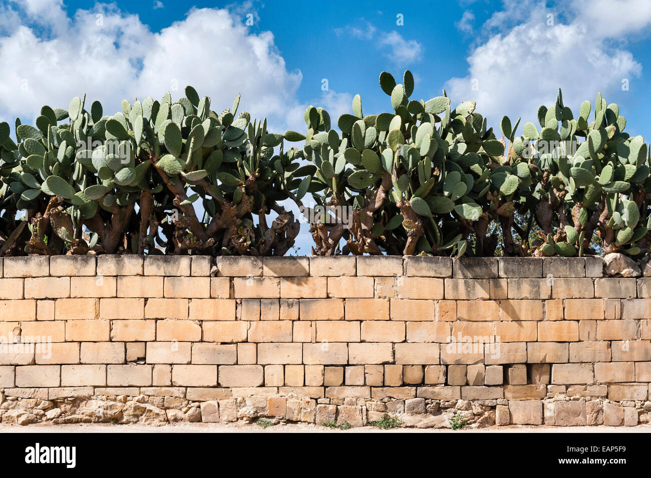 Malta. Prickly pear cactus growing over an old wall made of sandstone ...