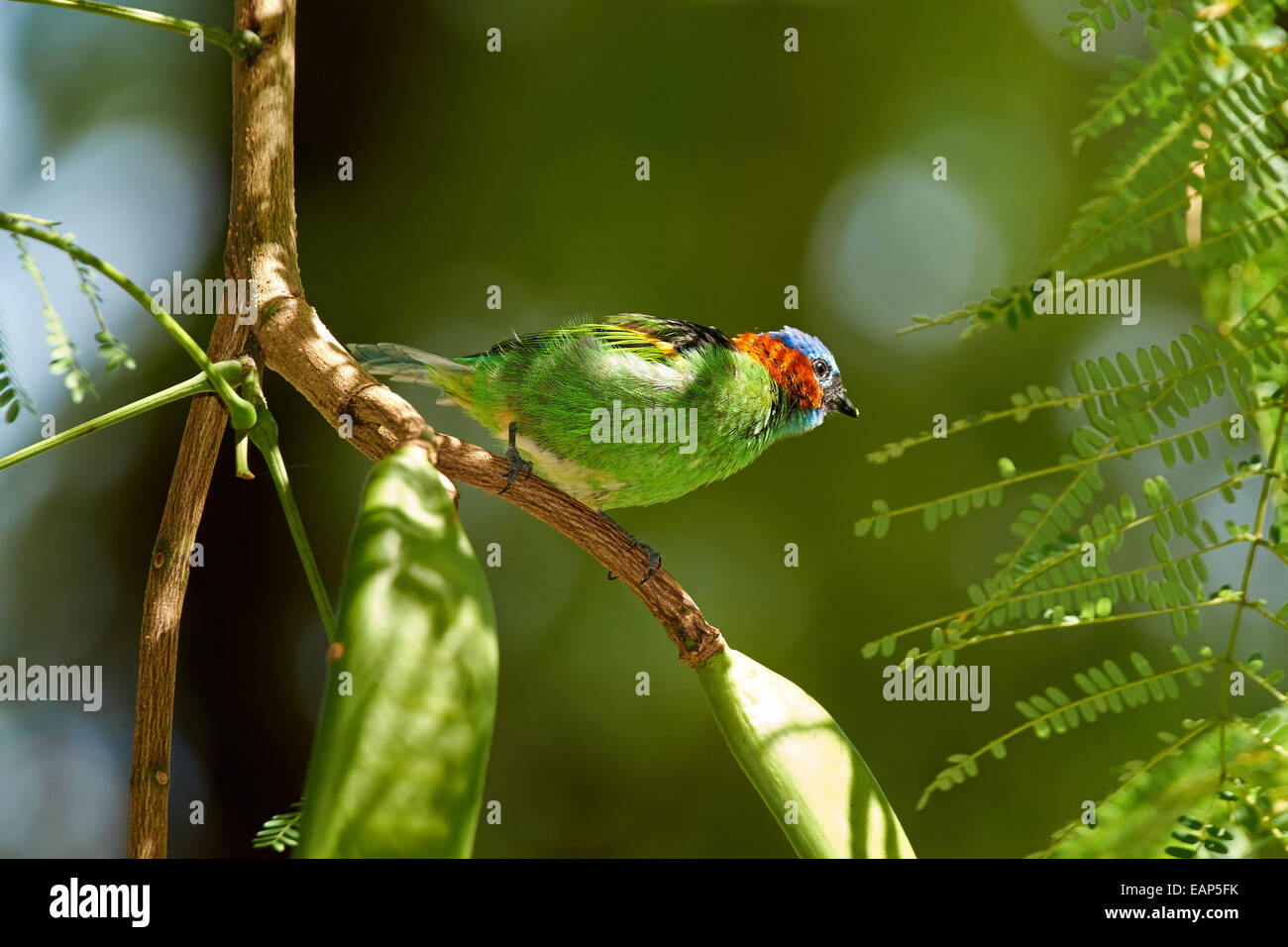 Red-necked Tanager on a branch Stock Photo - Alamy