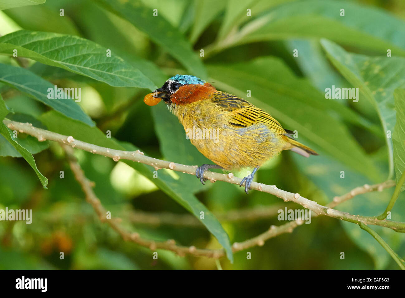 Red-necked Tanager on a branch Stock Photo - Alamy
