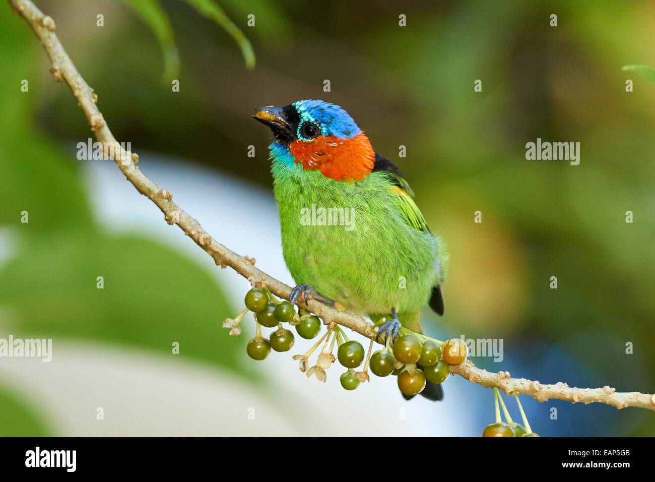 Red necked tanager tangara cyanocephala hi-res stock photography and ...
