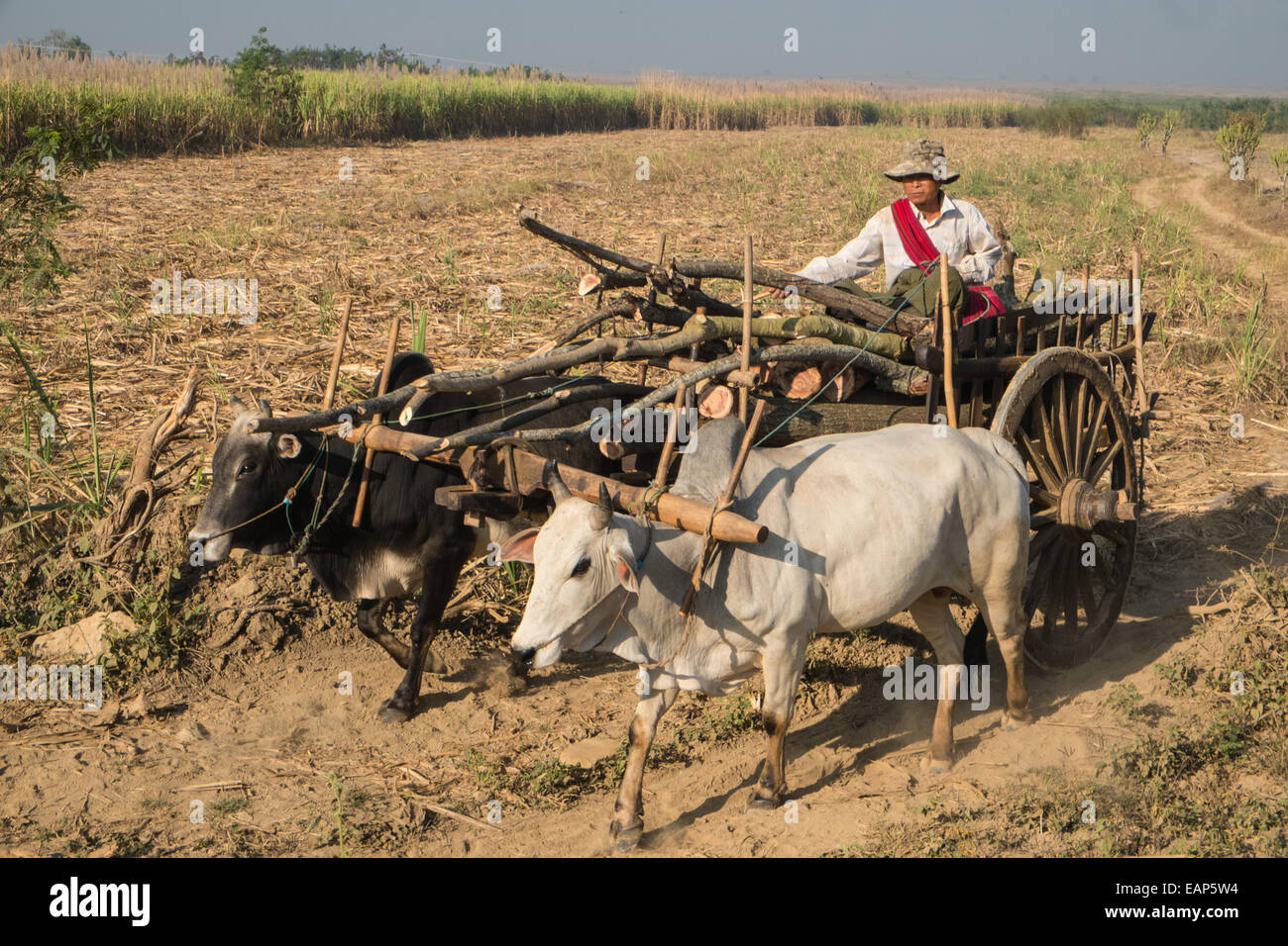 Bullock, bull ox cart used to transport harvested goods including this ...