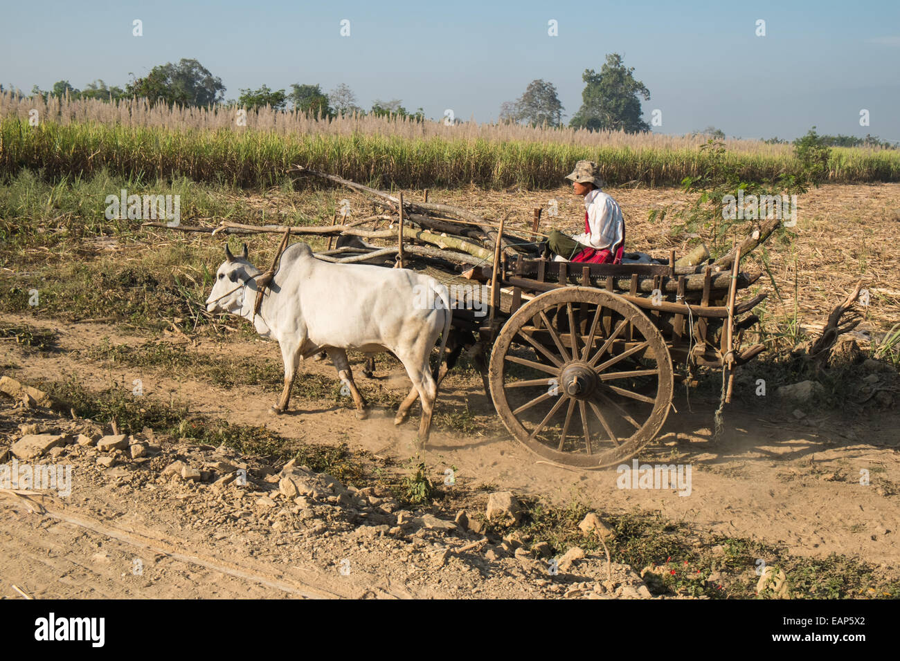 Bullock, bull ox cart used to transport harvested goods including this ...