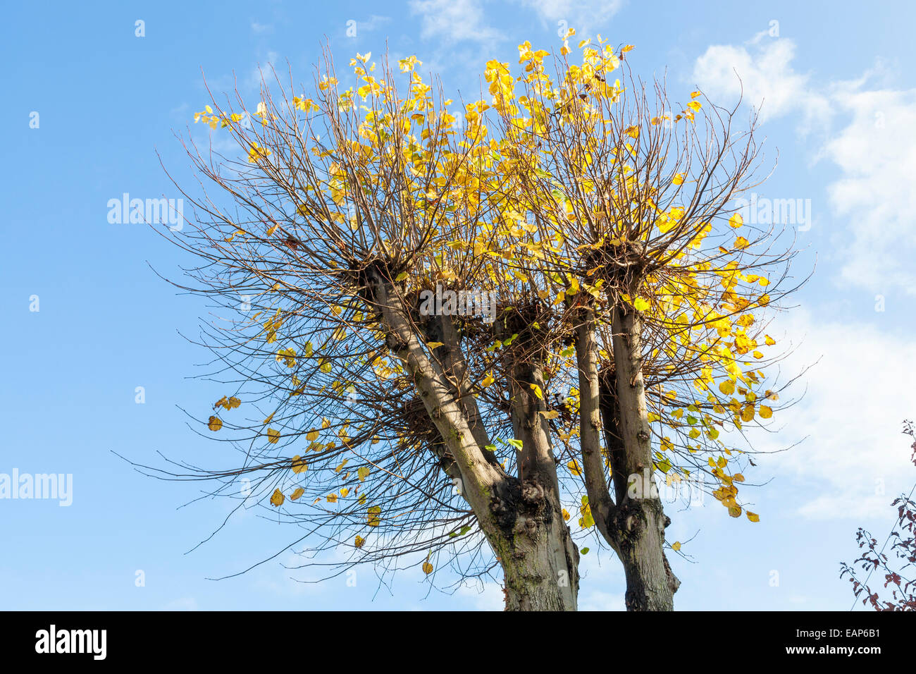 Pollarded tree hi-res stock photography and images - Alamy