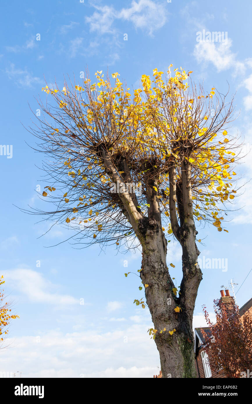 Pollard tree hi-res stock photography and images - Alamy