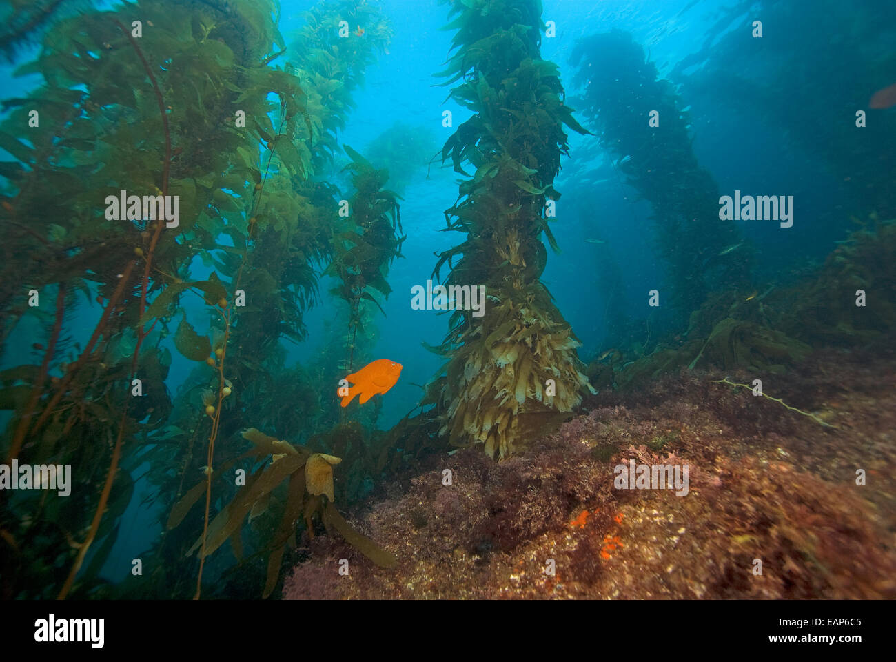 Garibaldi fish swimming at California Kelp Forest Reef Stock Photo - Alamy