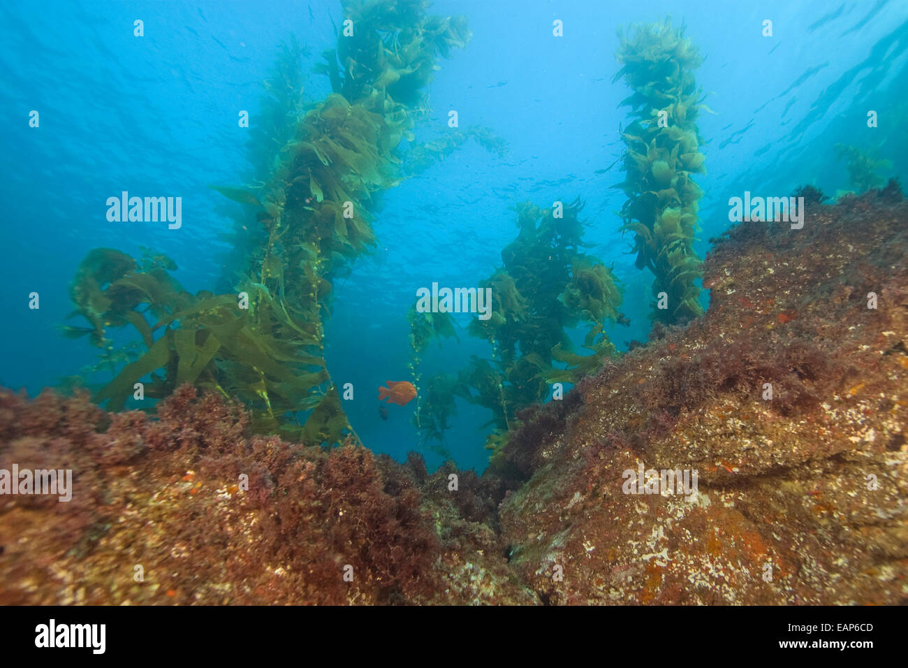 Garibaldi fish swimming at California Kelp Forest Reef Stock Photo - Alamy