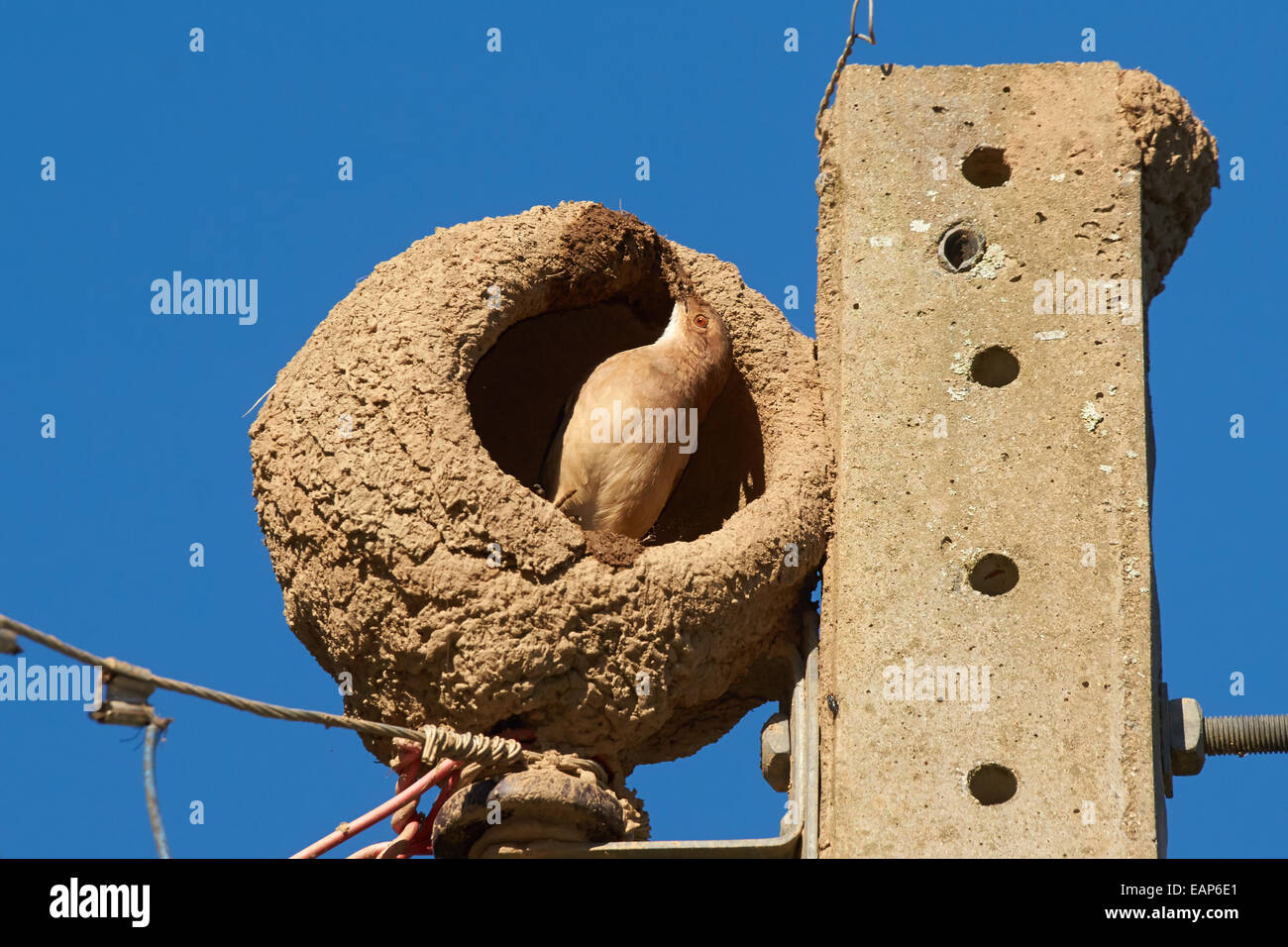Nest of clay hi-res stock photography and images - Alamy