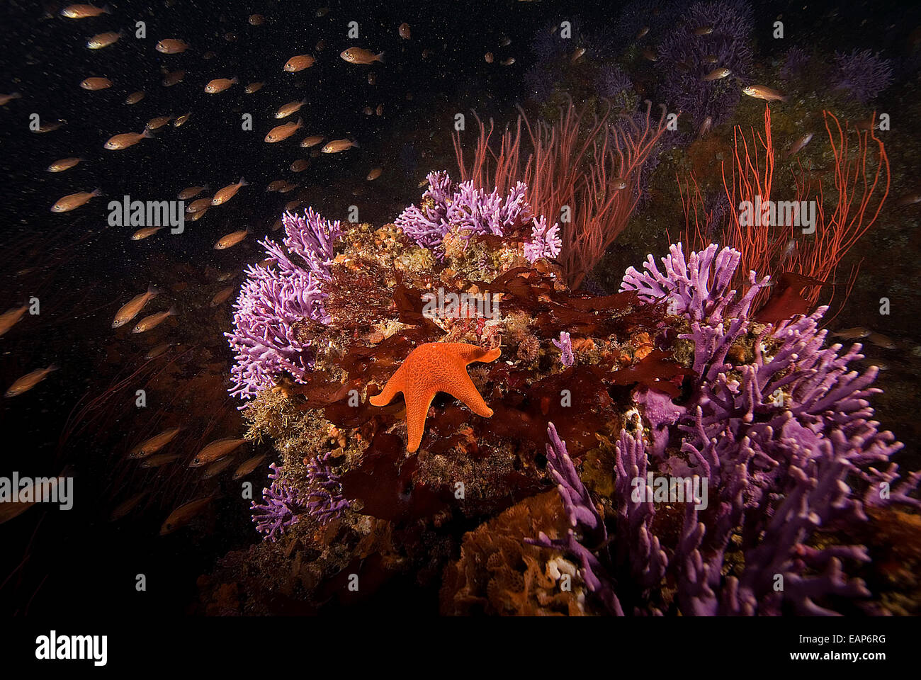 Underwater California Coral Reef Stock Photo - Alamy