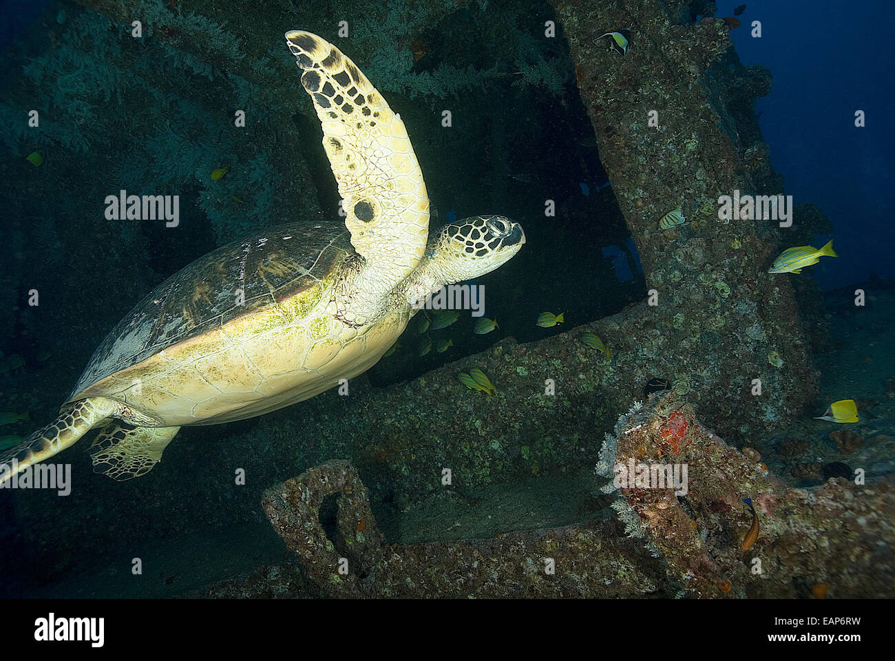 Green Turtle Swimming around Ship Wreck Reef Stock Photo - Alamy