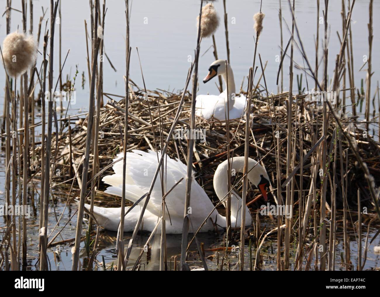 Swan partner hi-res stock photography and images - Alamy
