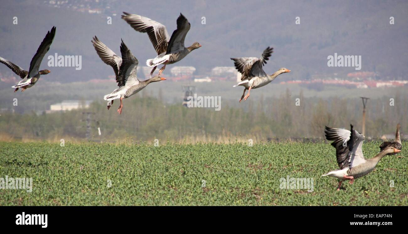 wild geese in flight over the field Stock Photo - Alamy