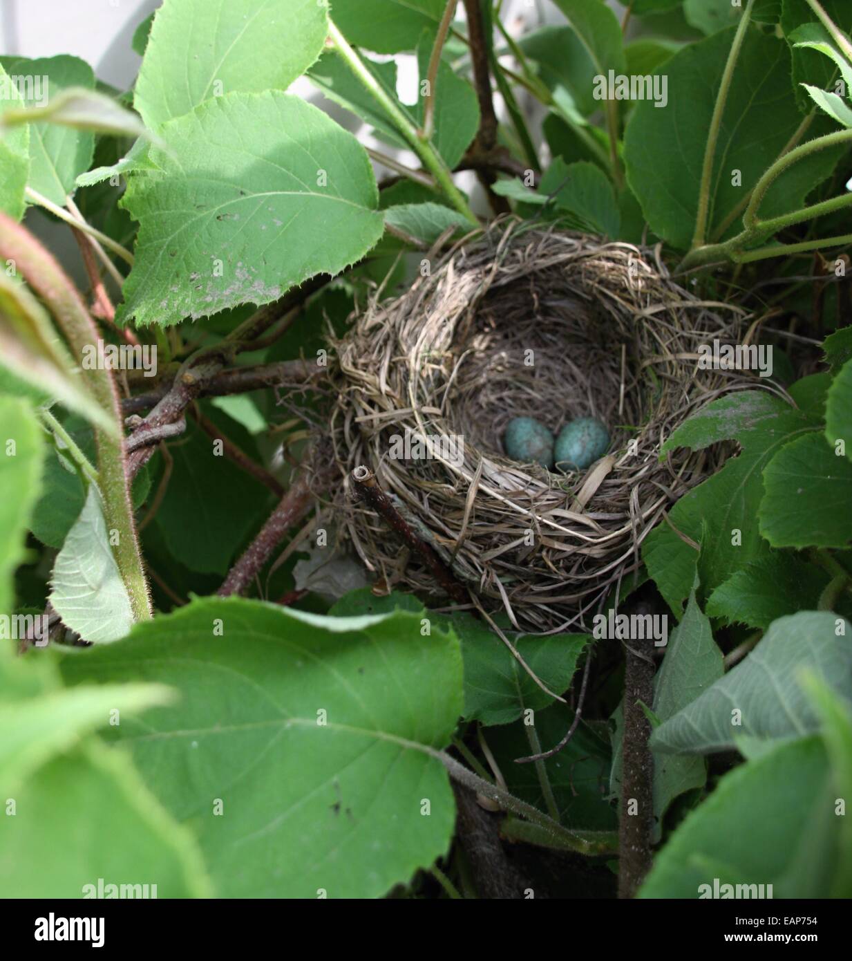 Kiwi Bird Egg Hatching