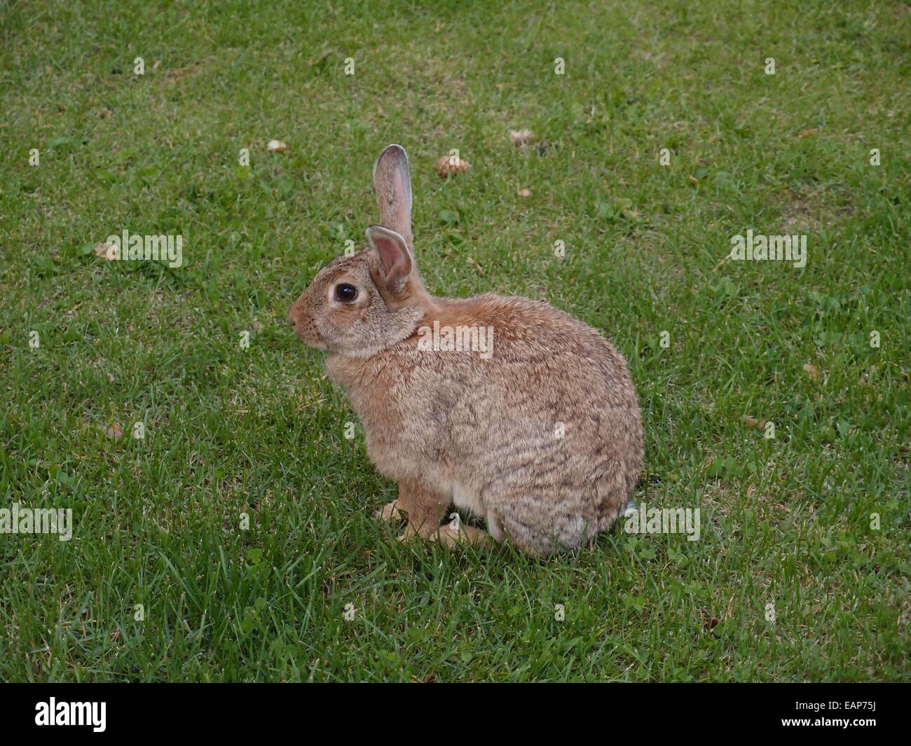 wild rabbit on the meadow Stock Photo - Alamy