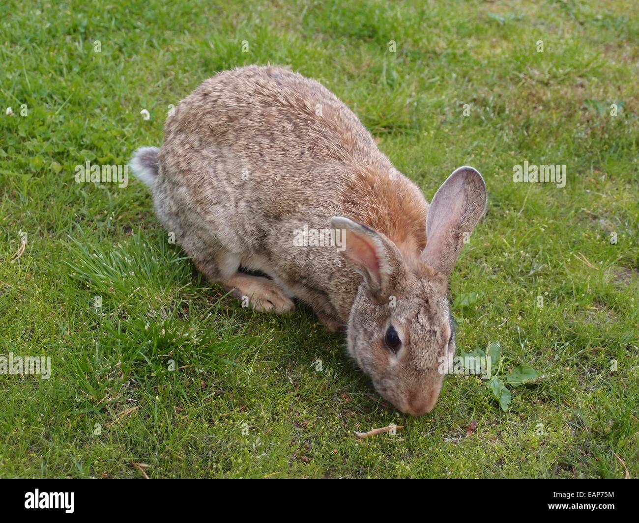 wild rabbit on the meadow Stock Photo - Alamy