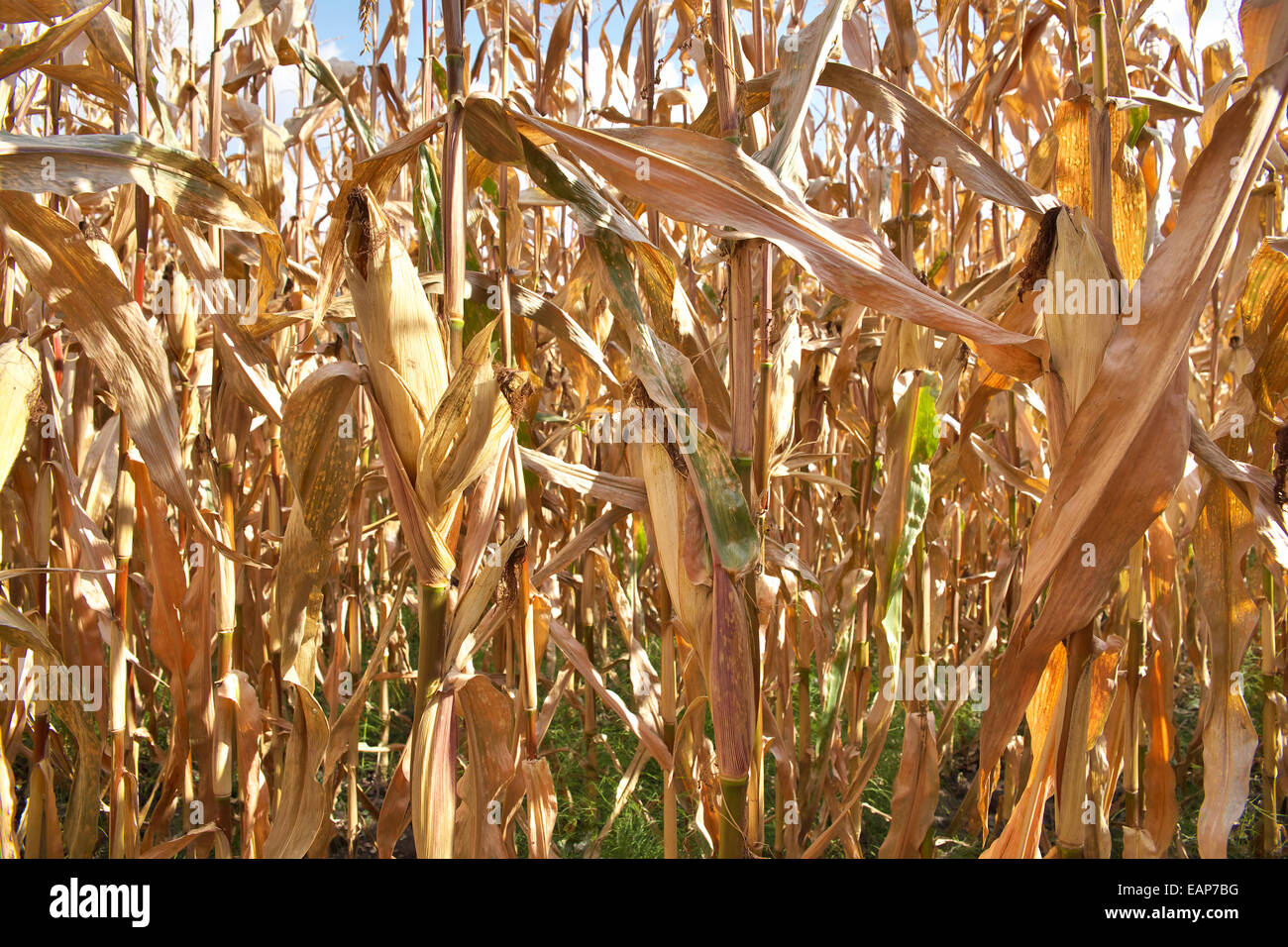 Corn field ready for harvesting Stock Photo - Alamy