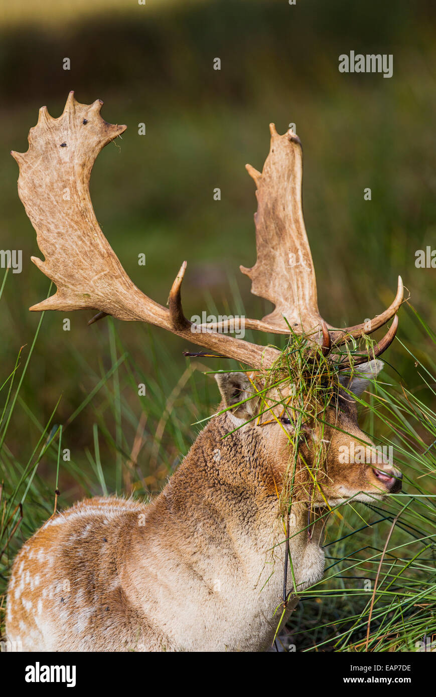 Fallow deer buck with foliage on antlers resting Stock Photo - Alamy