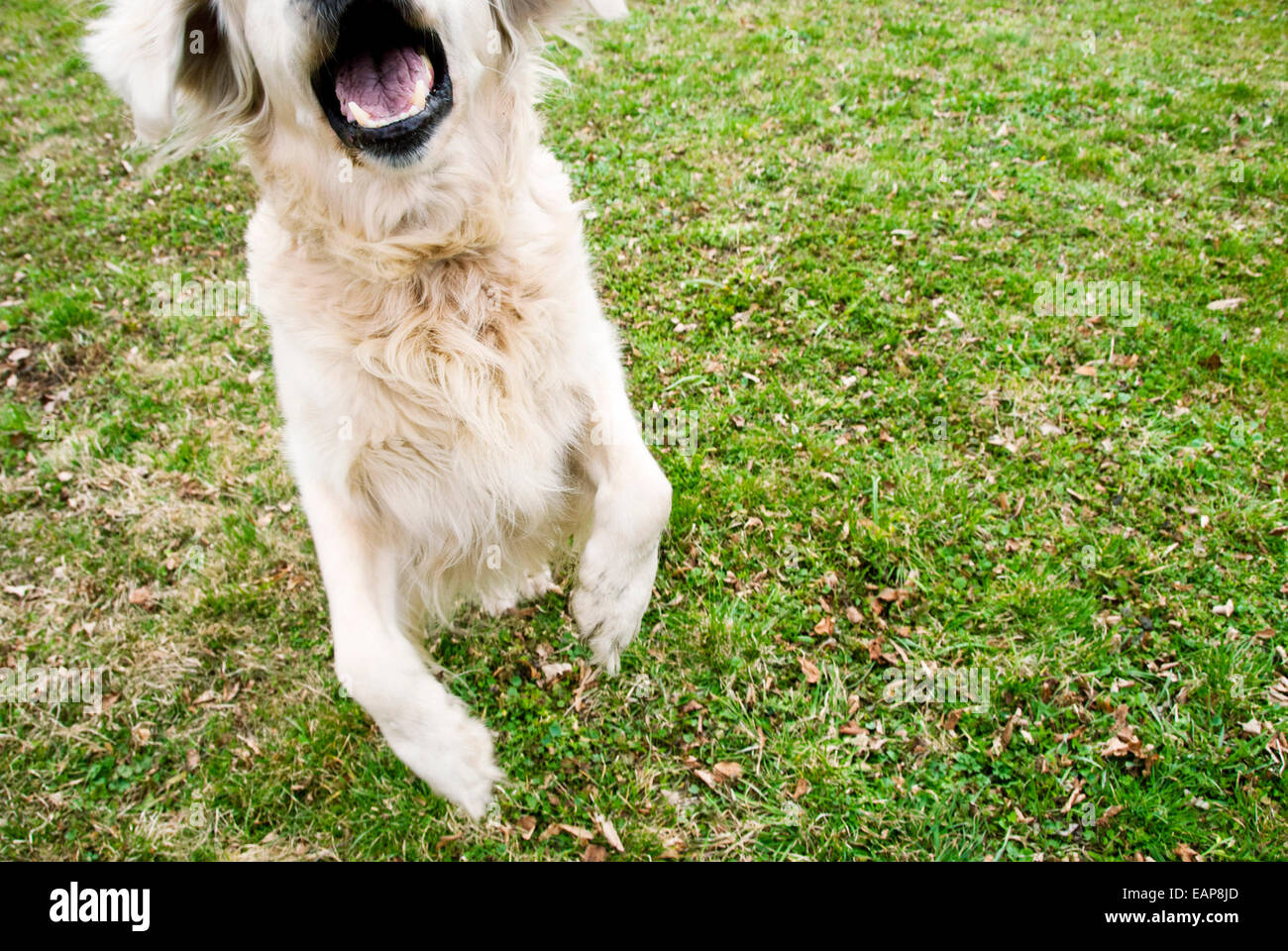 Jumping dog hi-res stock photography and images - Alamy