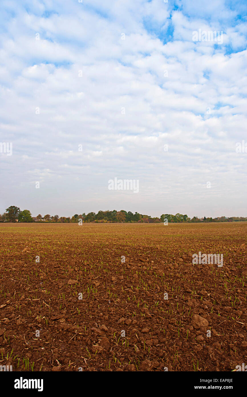 agricultural field with crops growing Stock Photo - Alamy