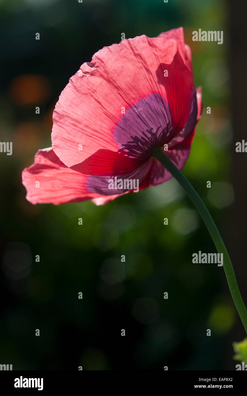 Delicate opium poppy bloom in bright sunlight Stock Photo - Alamy