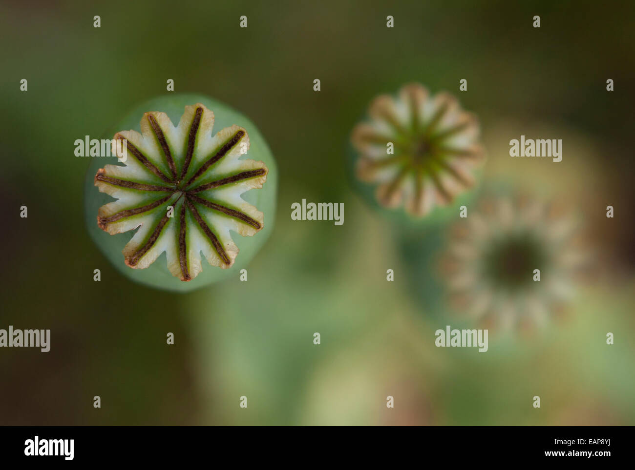 Poppy seed heads Stock Photo - Alamy