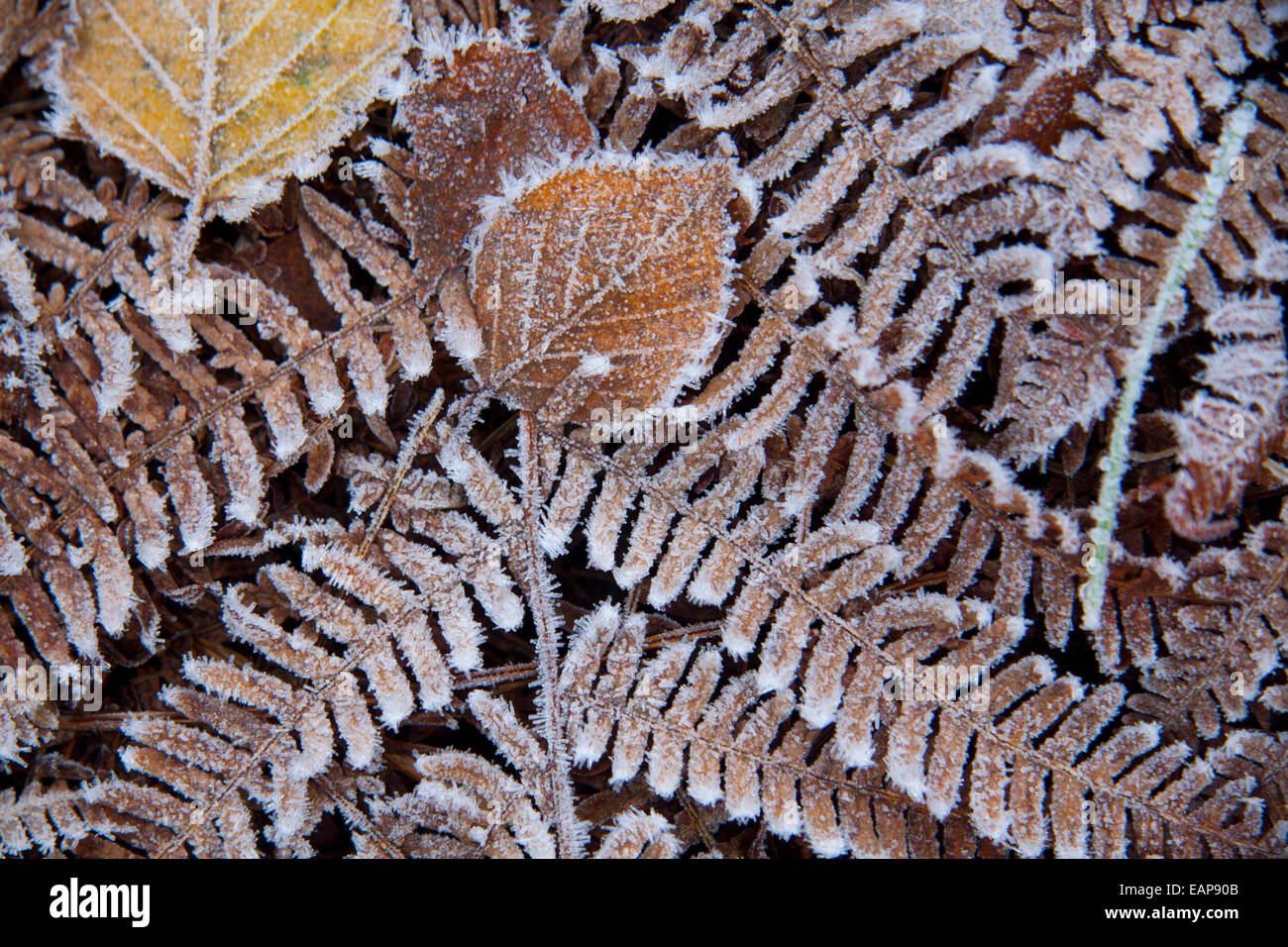 Bracken fern winter frost hi-res stock photography and images - Alamy
