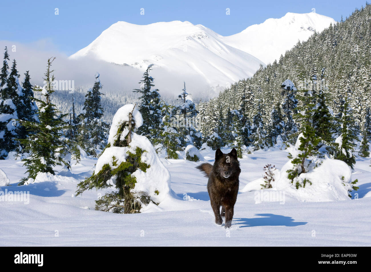 Black Wolf In Snow Covered Meadow In Alaska's Tongass Forest With Coast ...