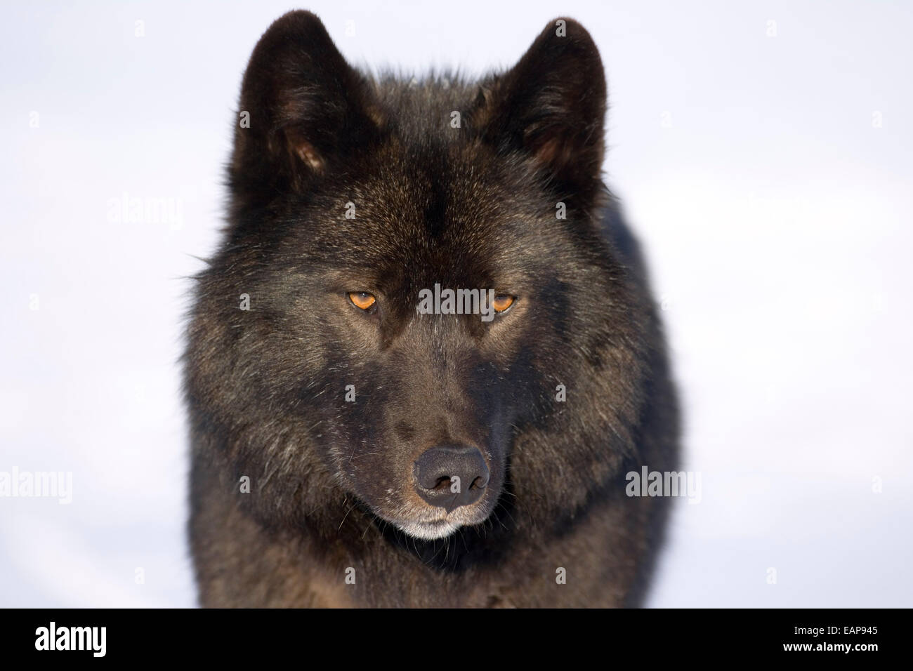 Black wolf standing in winter hi-res stock photography and images - Alamy