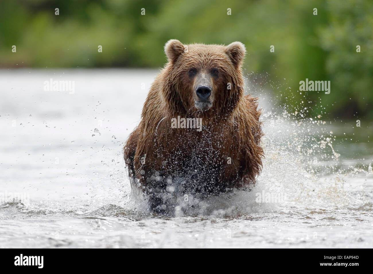 Grizzly Sow Chasing Sockeye Salmon In River Katmai National Park ...