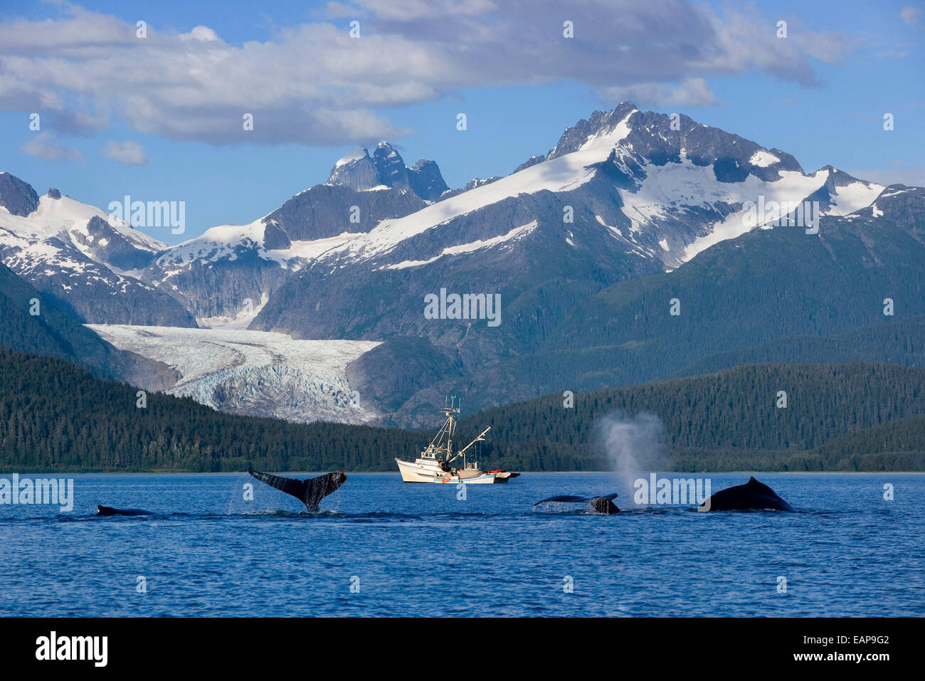 Southeast alaska humpback whale salmon hi-res stock photography and ...
