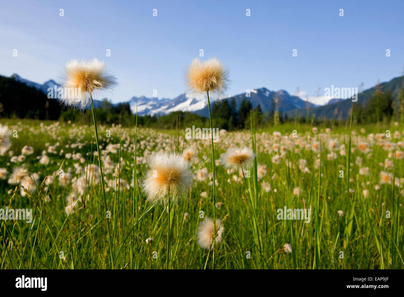 Alaska cotton hi-res stock photography and images - Alamy