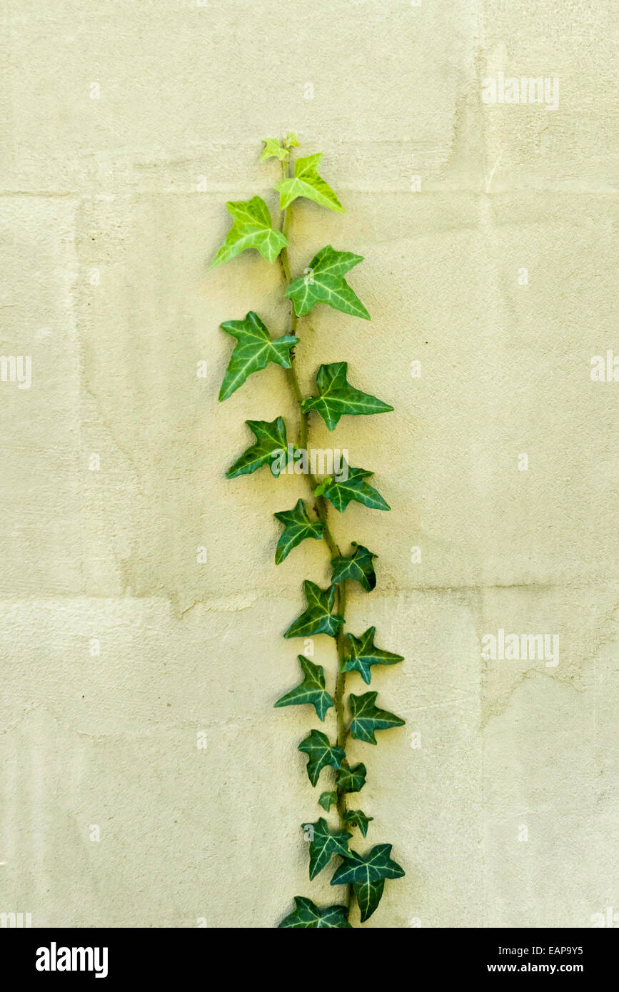 Ivy plant hi-res stock photography and images - Alamy