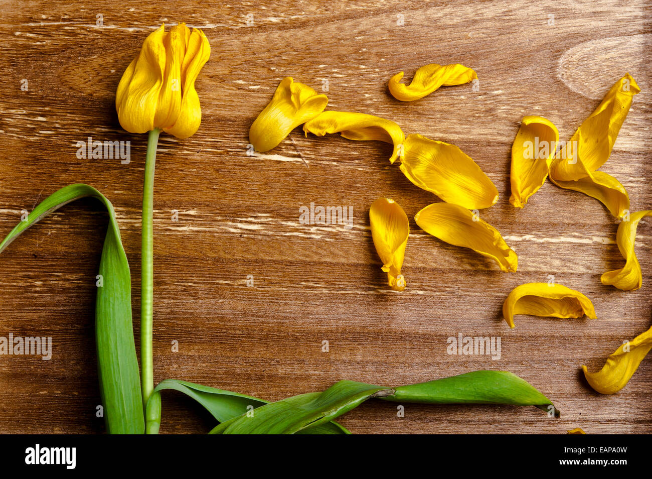 Decomposing flower hi-res stock photography and images - Alamy