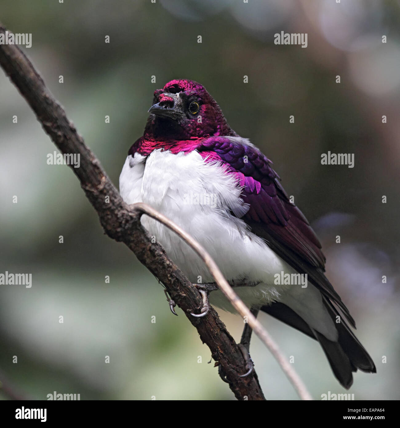 Leucogaster hi-res stock photography and images - Alamy