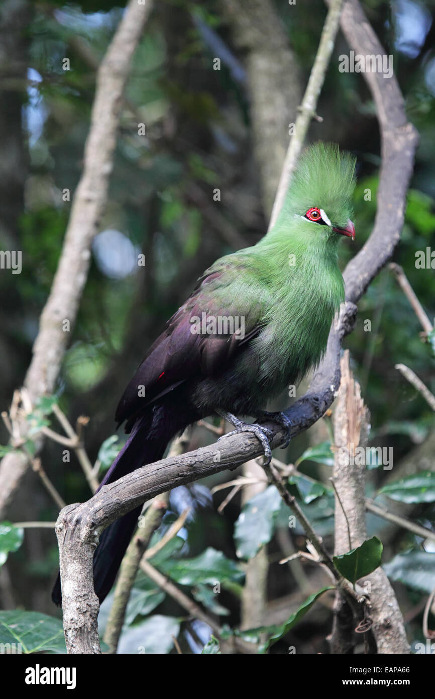 Guinea Turaco (Tauraco persa) sitting in a bush Stock Photo - Alamy