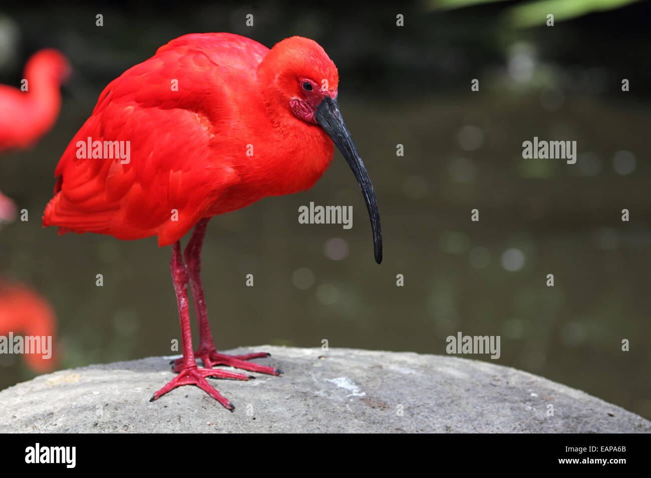 Scarlet Ibis (Eudocimus ruber) sitting on a rock on the edge of a lake ...