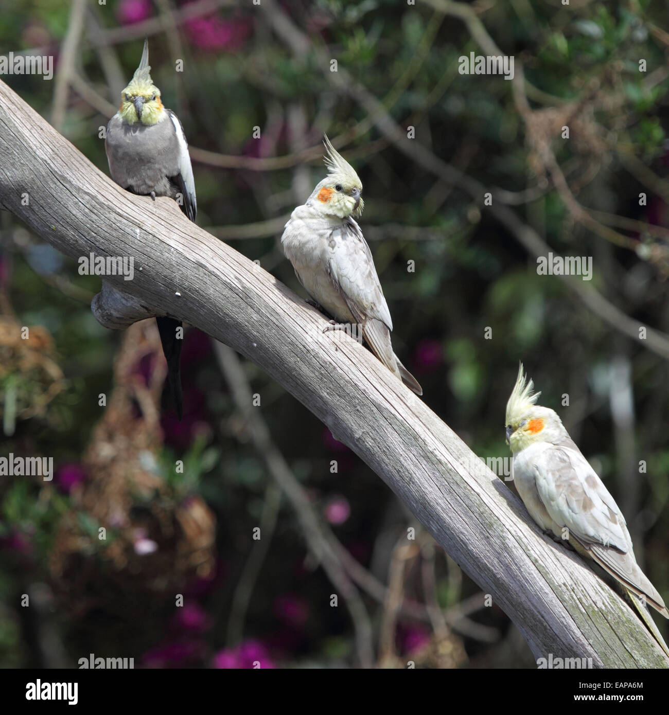 Cockatiel hi-res stock photography and images - Alamy