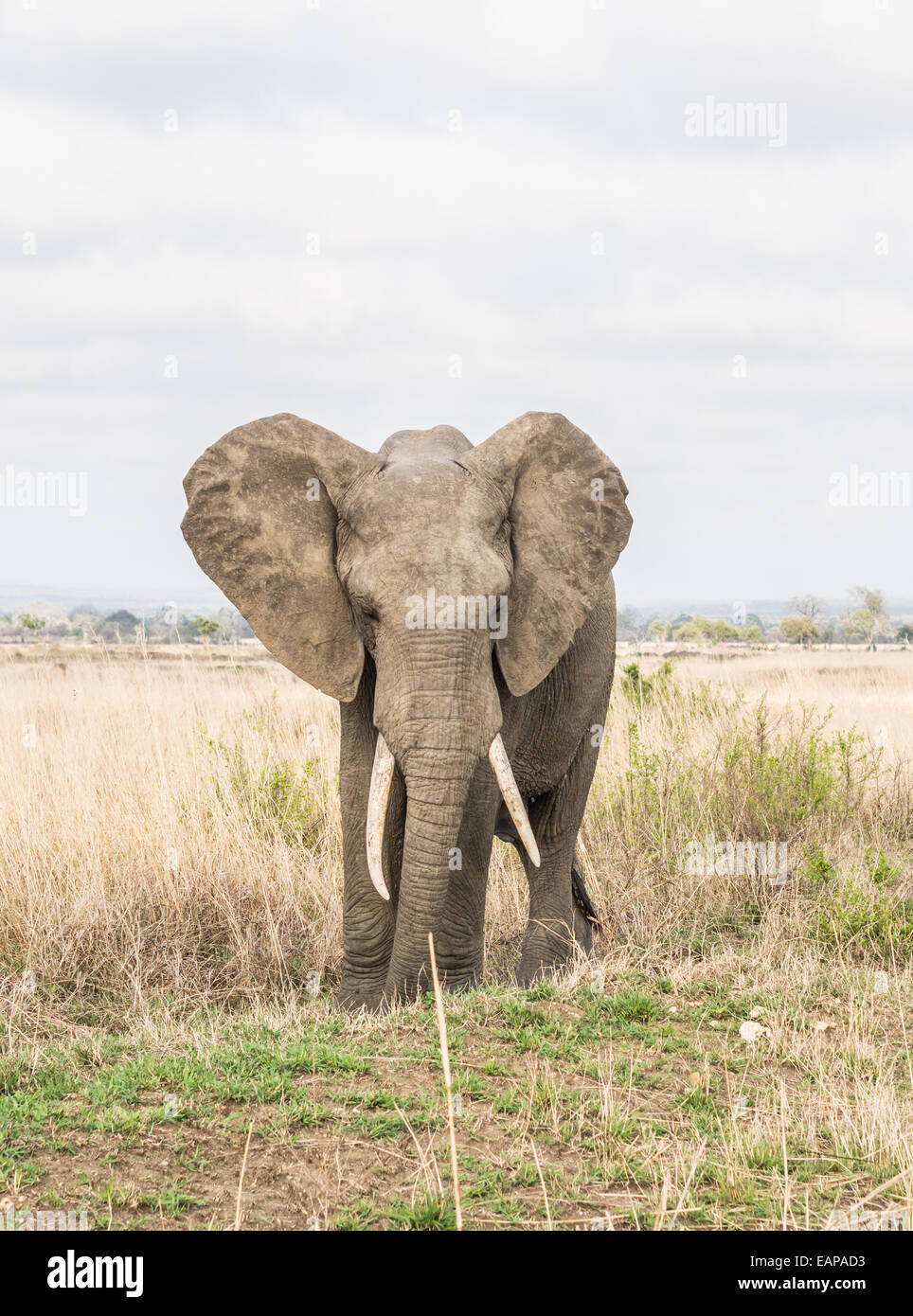 Vertical photo of a big male elephant with canines walks on the savanna ...