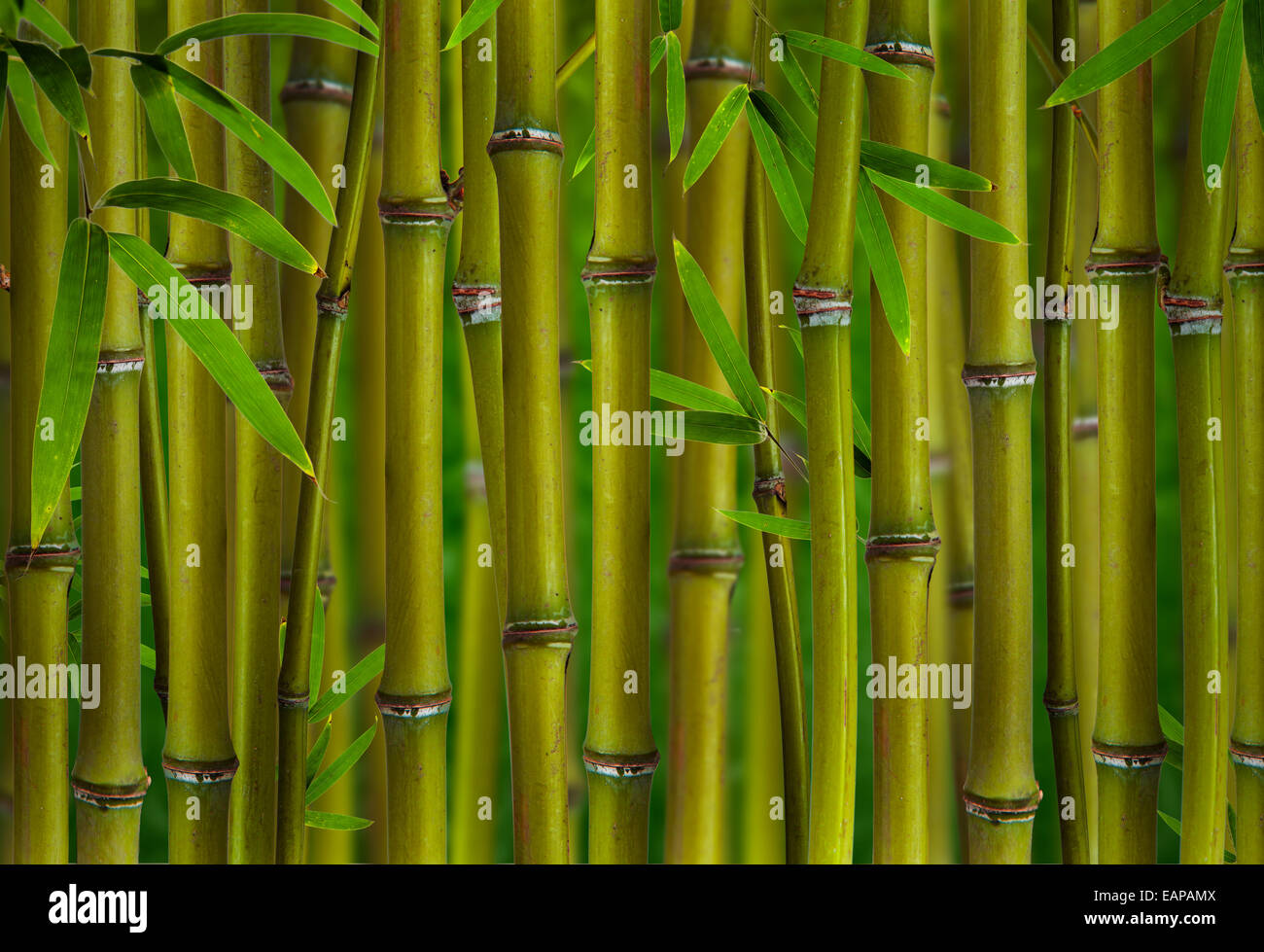 Bamboo sprouts hi-res stock photography and images - Alamy