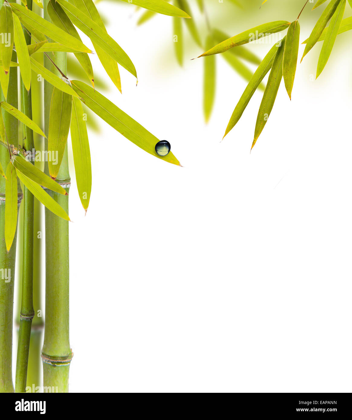Bamboo sprouts with free space for text Stock Photo - Alamy