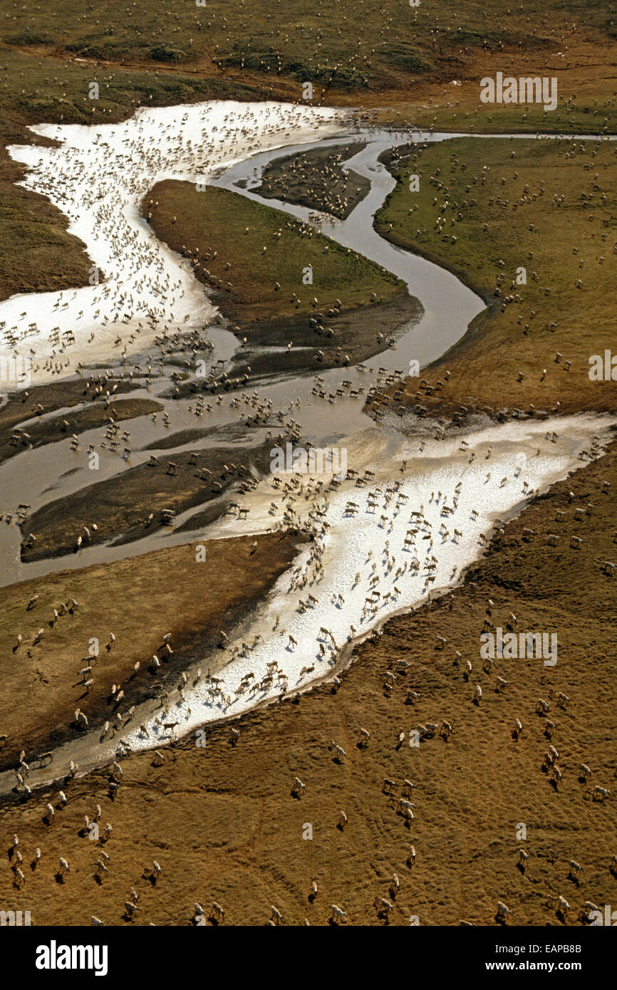 Caribou herd aerial hi-res stock photography and images - Alamy