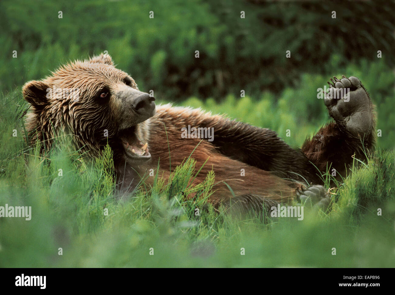 Grizzly Bear Laying On Back In Grass Digital Composite Stock Photo - Alamy